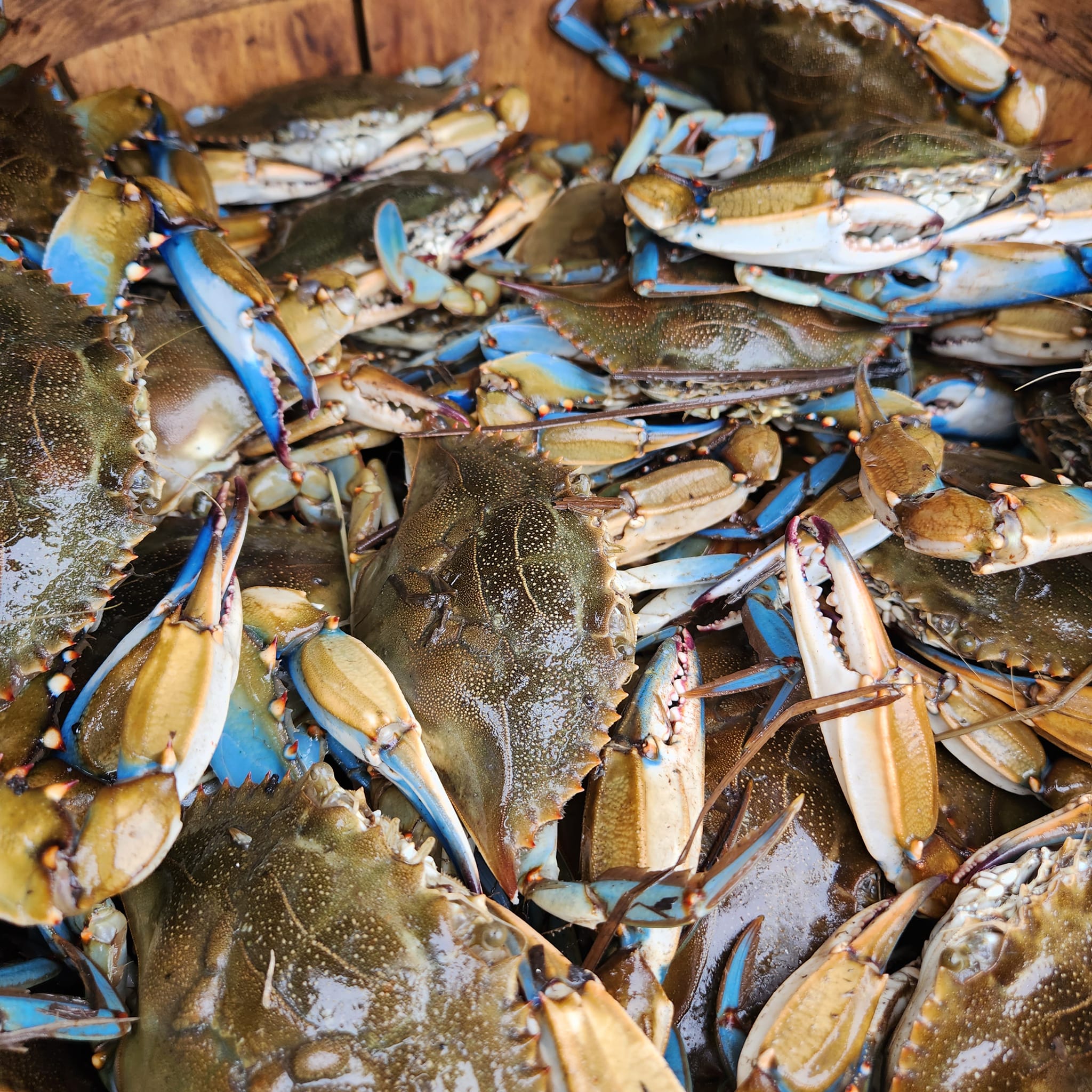 Crab Trappers: Inspiring Myrtle Beach with Blue Crabs